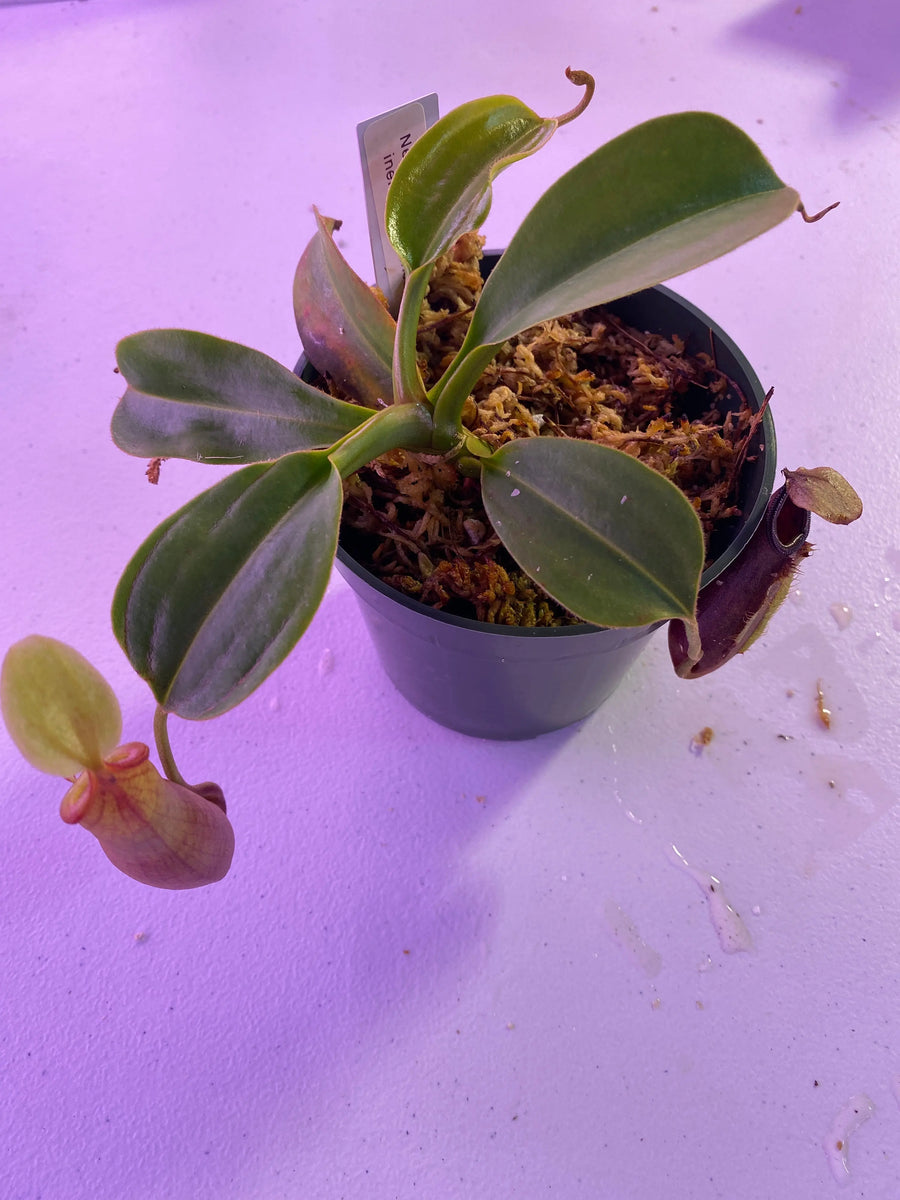 Nepenthes (bonso x inermis) x truncata