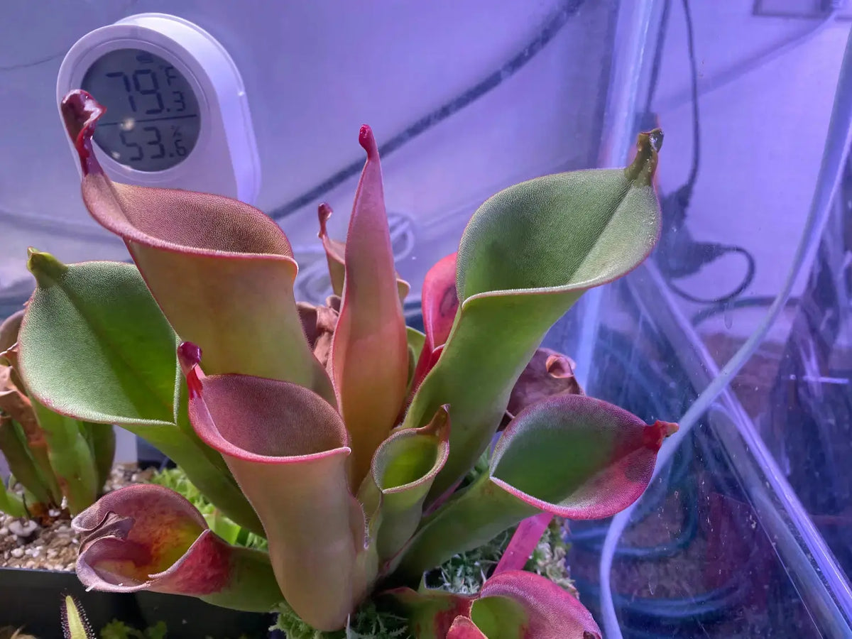 Heliamphora (Sun Pitcher Plant) at Carnivorous Greenhouse