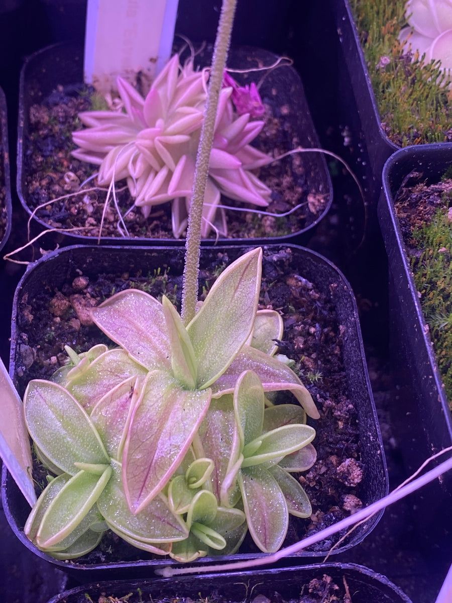 11128666-8E6D-429D-99EB-61BEB1814241_1200x1200.jpg?v=1707546684