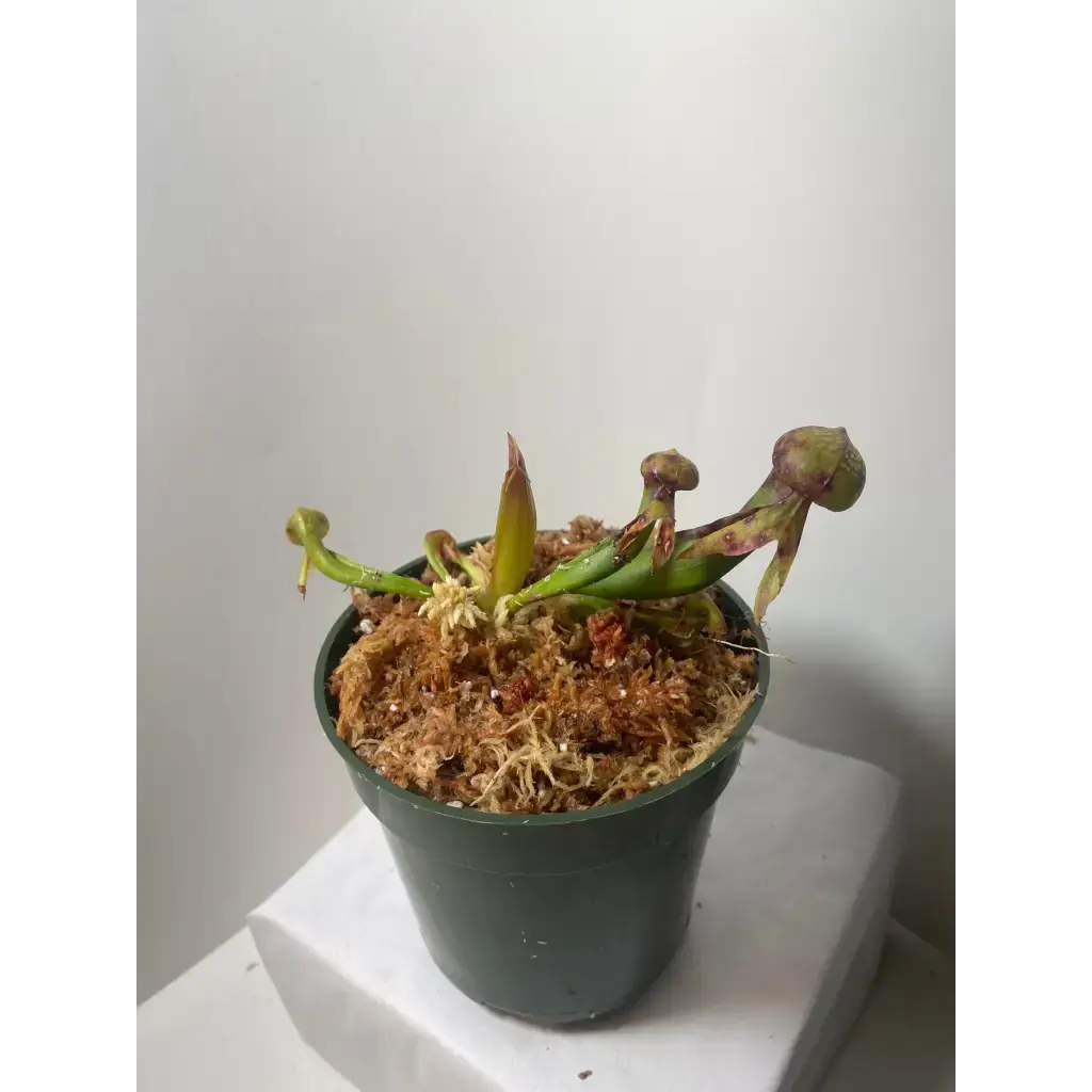 Darlingtonia-californica-_Cobra-Lily_-at-Carnivorous-Greenhouse ...