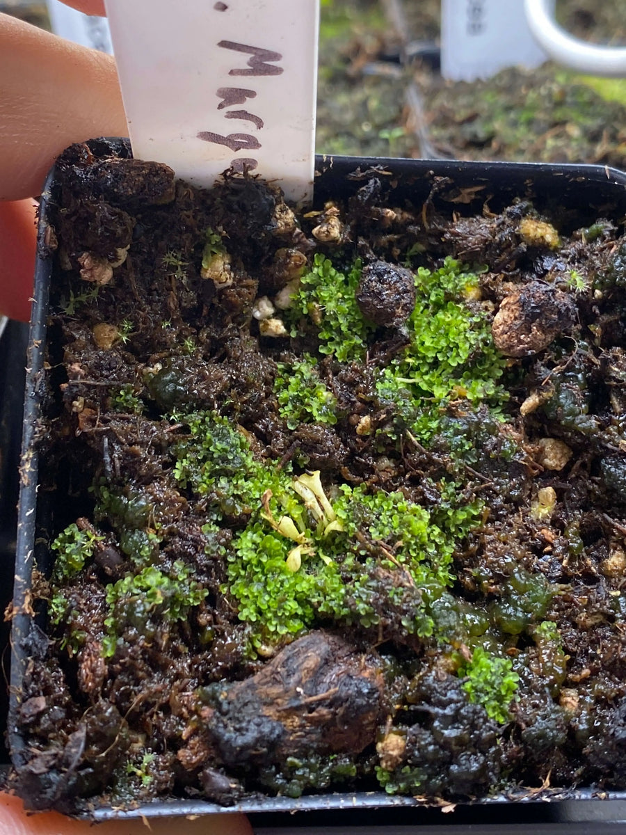 Genlisea-margaretae-at-Carnivorous-Greenhouse-29391471_1200x1200.jpg?v ...