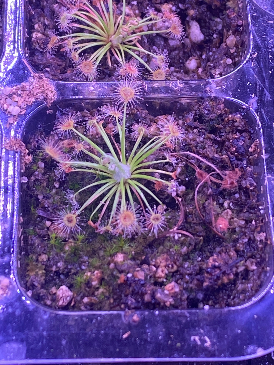 IMG-3016_1200x1200.jpg?v=1706691570