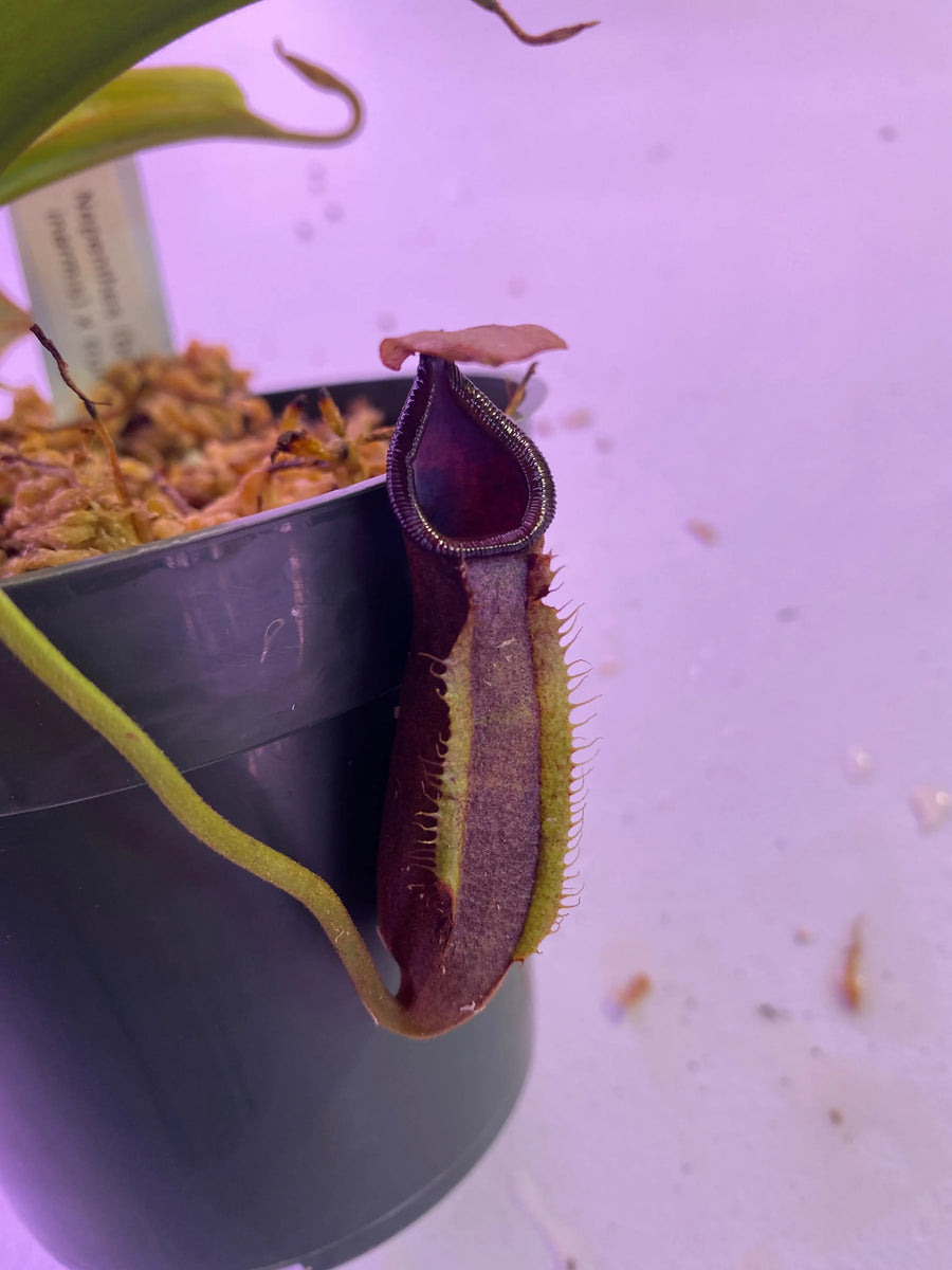 Nepenthes-_bonso-x-inermis_-x-truncata-at-Carnivorous-Greenhouse-27847611_1200x1200.jpg?v=1704865720