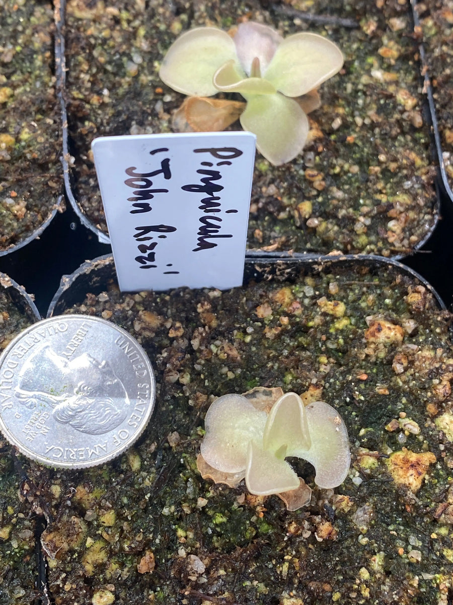 Pinguicula-_John-Rizzi_-at-Carnivorous-Greenhouse-43302693_1200x1200 ...