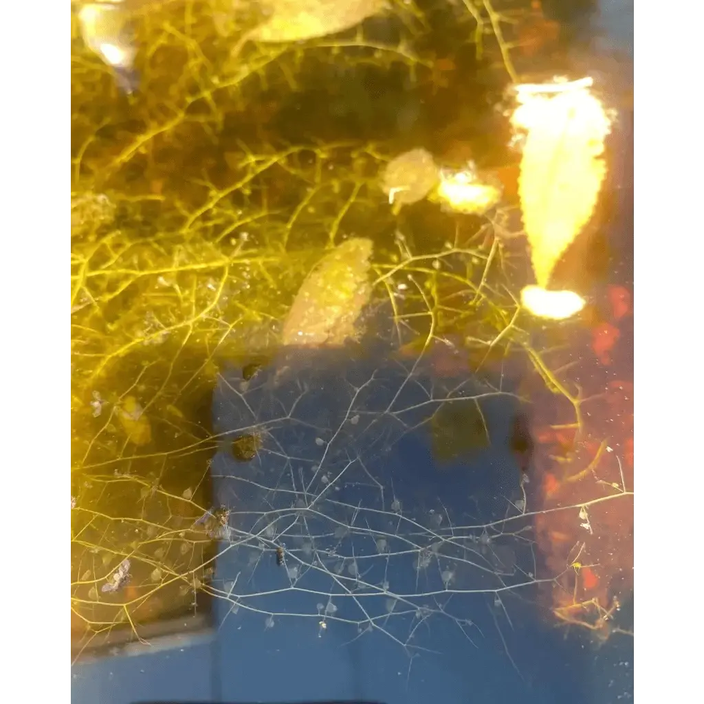Utricularia-gibba-_aquatic_-at-Carnivorous-Greenhouse-29353023 ...