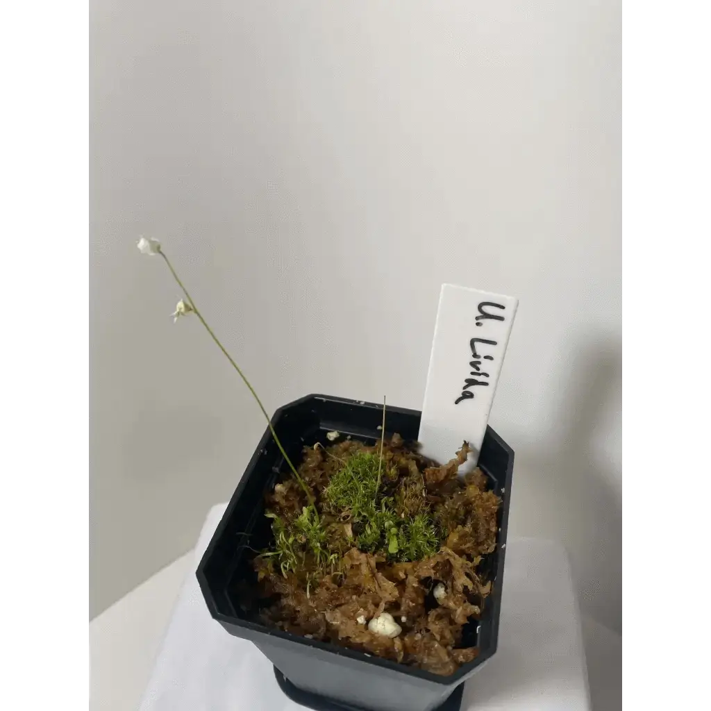 Utricularia-livida-at-Carnivorous-Greenhouse-29320372_1200x1200.webp?v ...