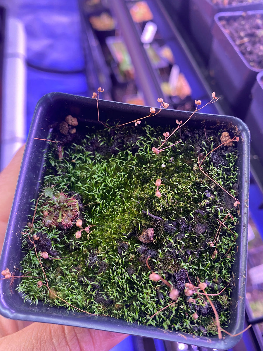 Utricularia subulata 14.99 at Carnivorous Greenhouse